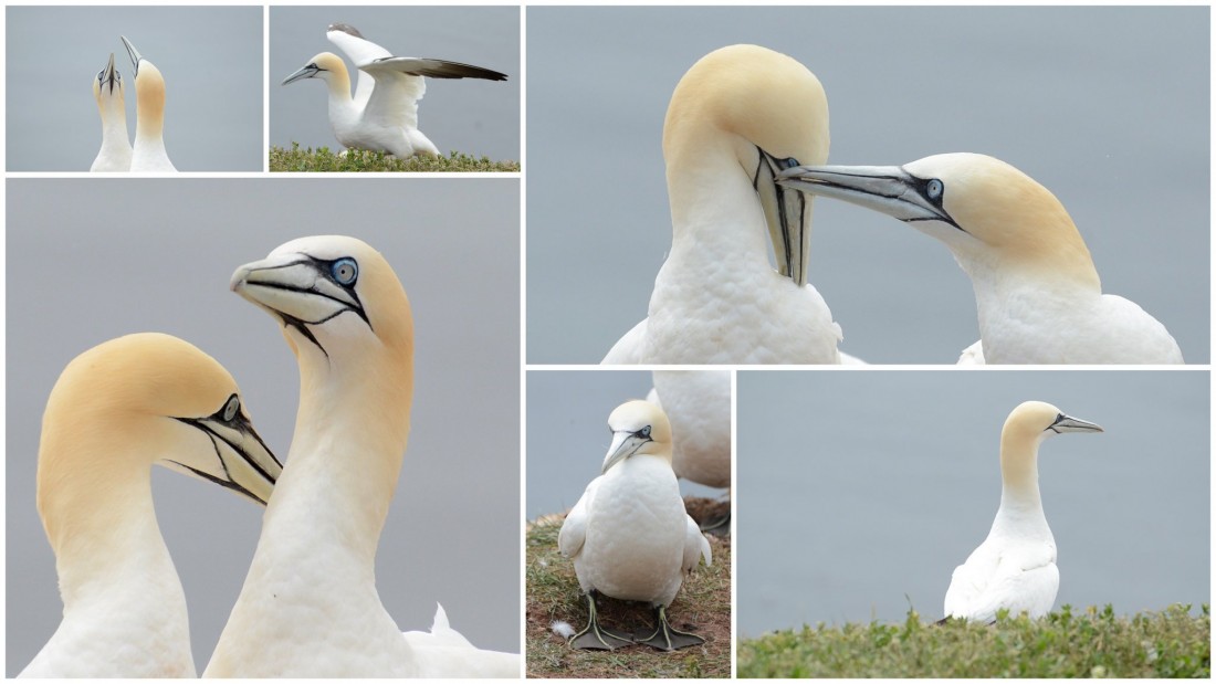 HELGOLAND island, Germany | daytrip from Cuxhaven - places and notes